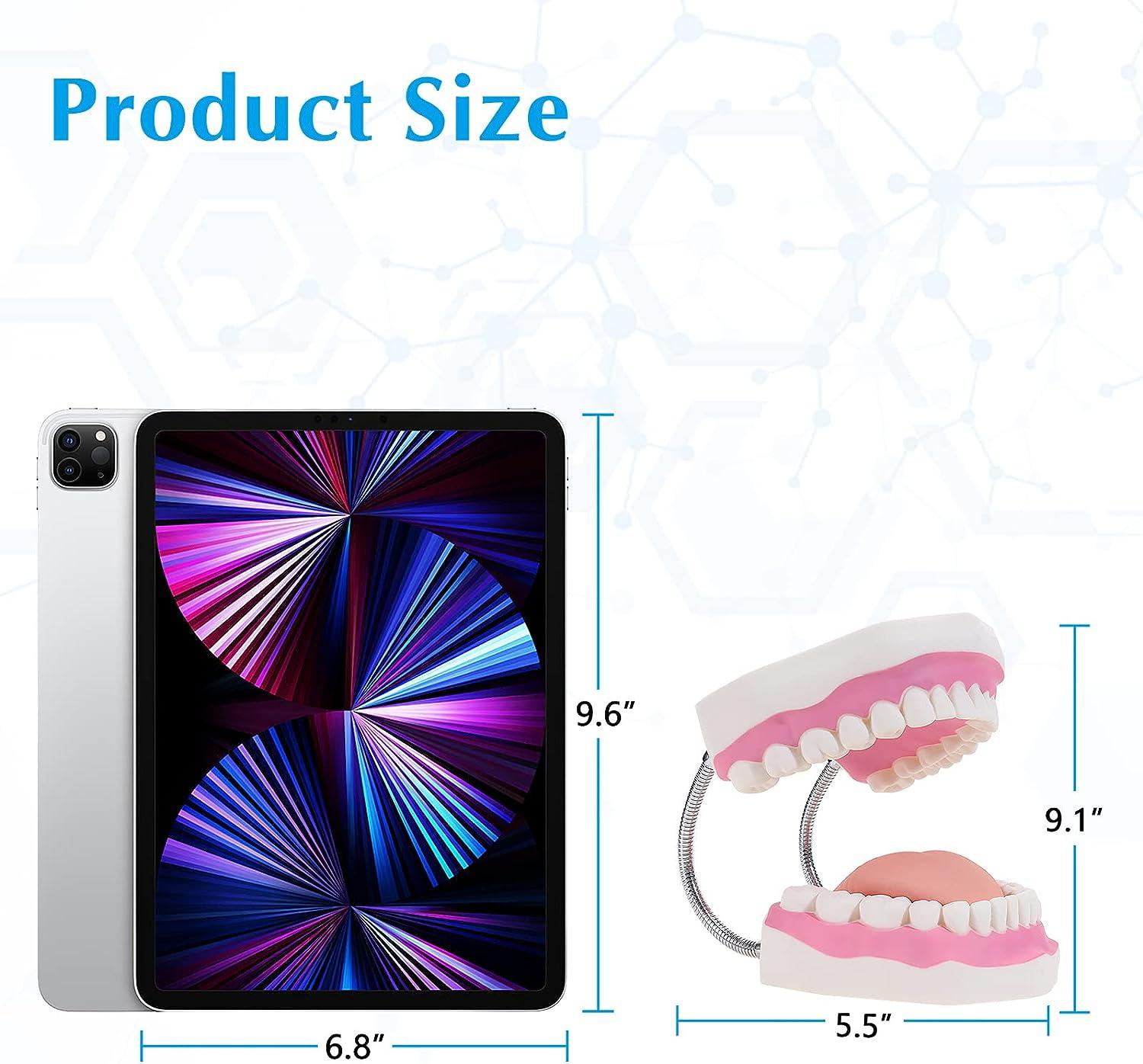 SKUMOD Adult Dental Teeth Model - Sixfold Human Size Typodont Model for ...