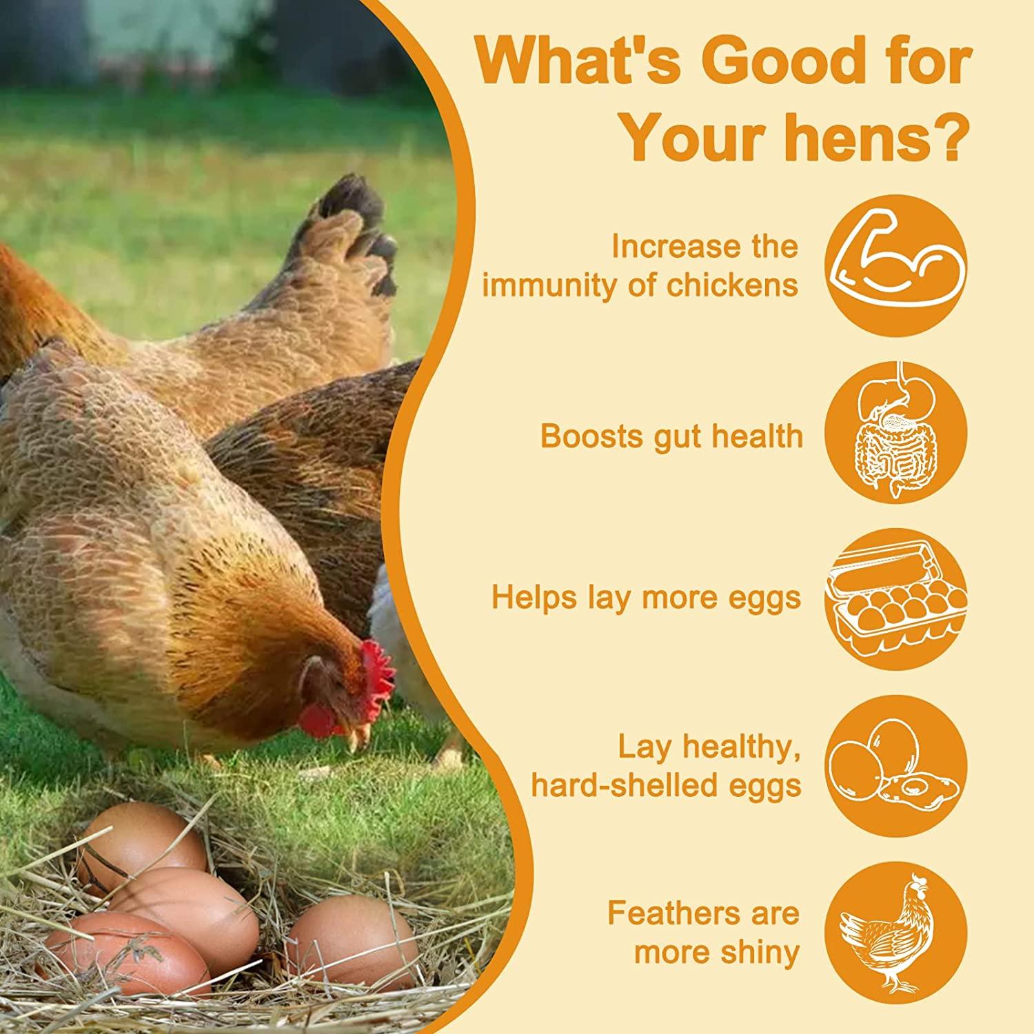 MEILLEURE Dried Black Soldier Fly Larvae for Chickens - 5 LBS | Non-GMO ...