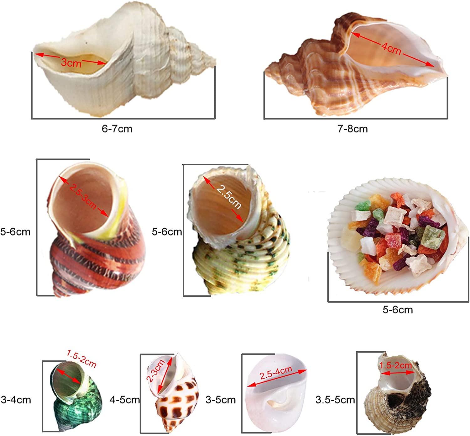 Hermit Crab Shells Set - 17PCS of 9 Types, Medium to Small Growth Turbo ...