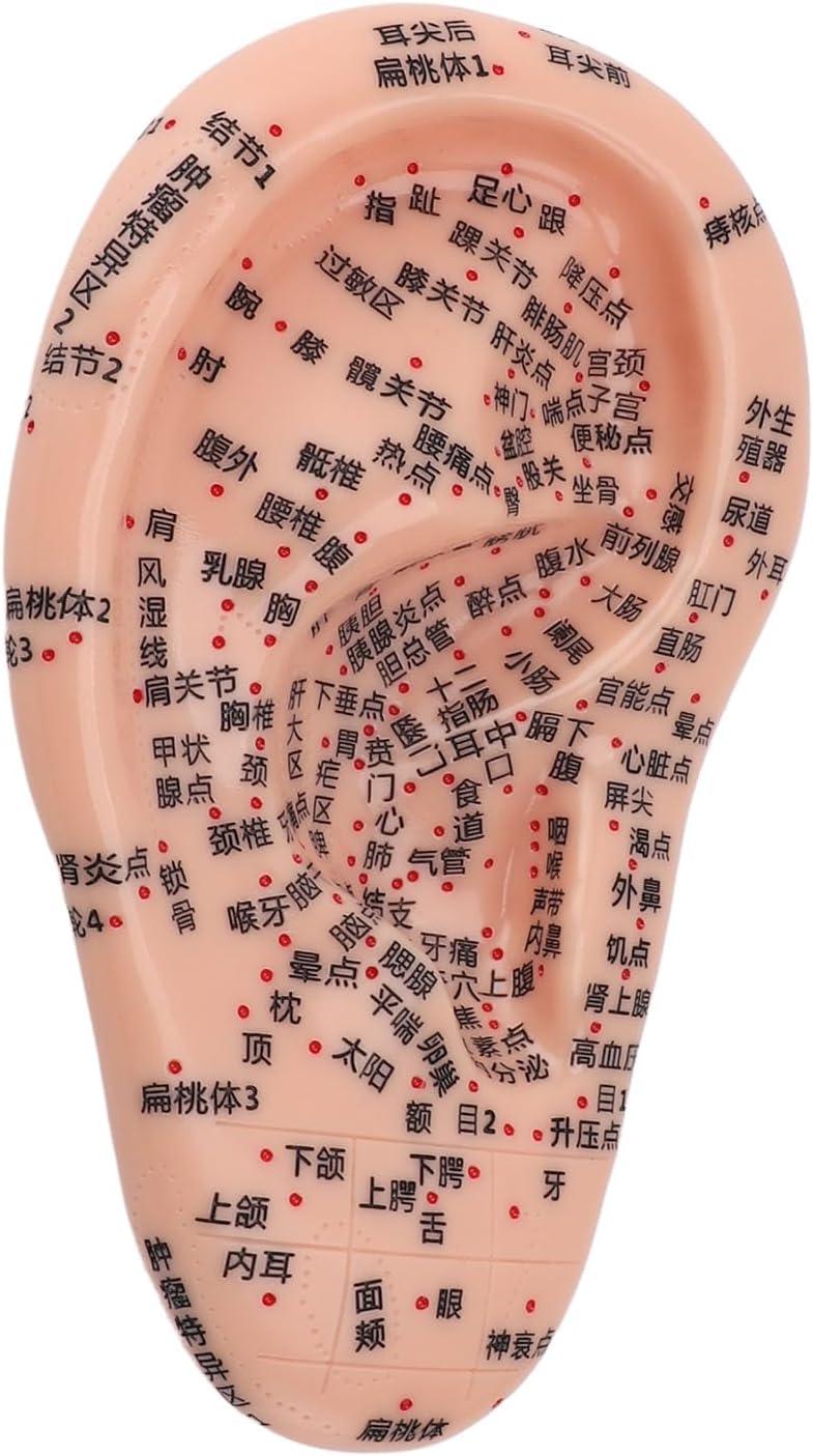 Buy Ear Acupuncture Point Model - Clear Display for Classrooms ...
