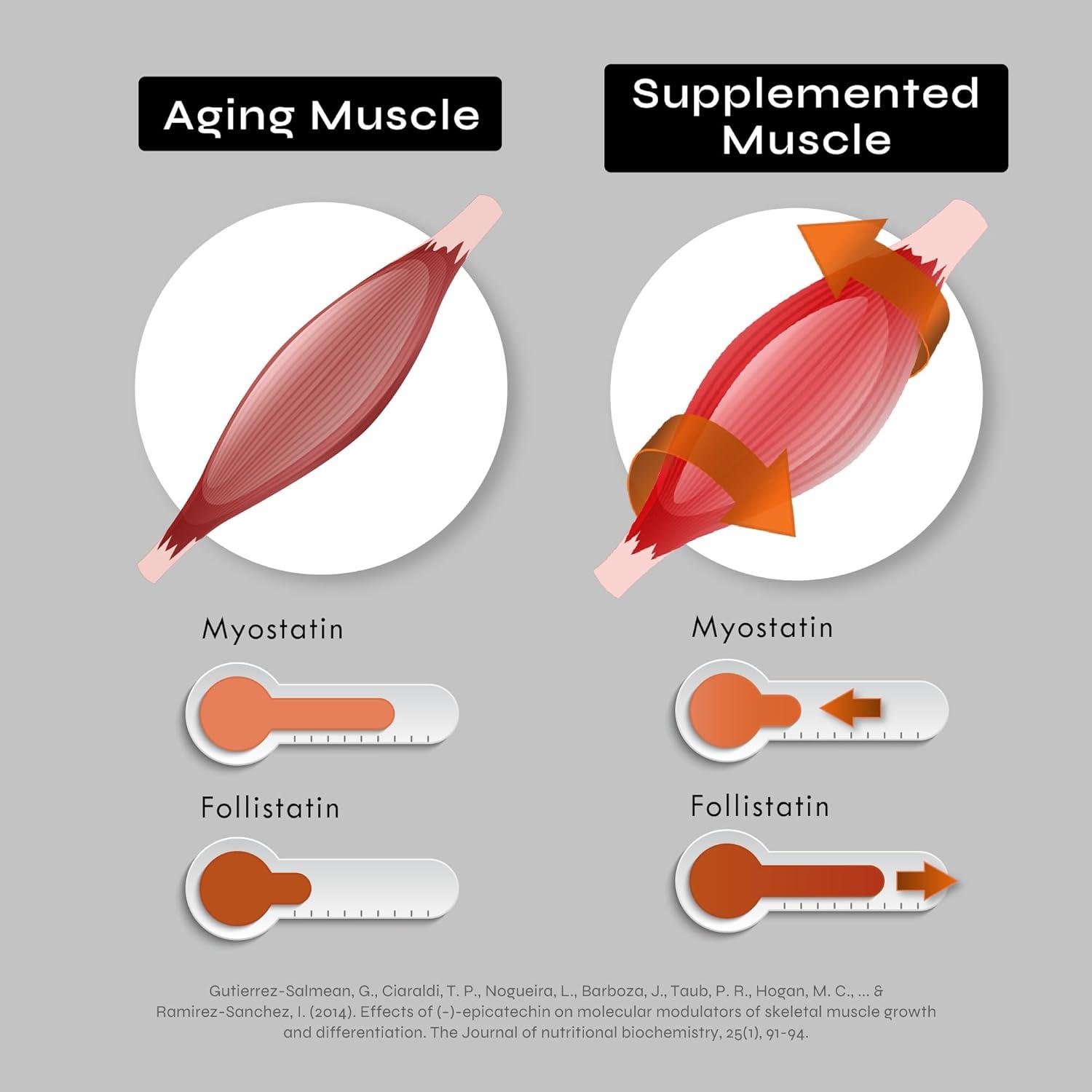 Potent Epicatechin Capsules 500mg - Boost Nitric Oxide Muscle ...