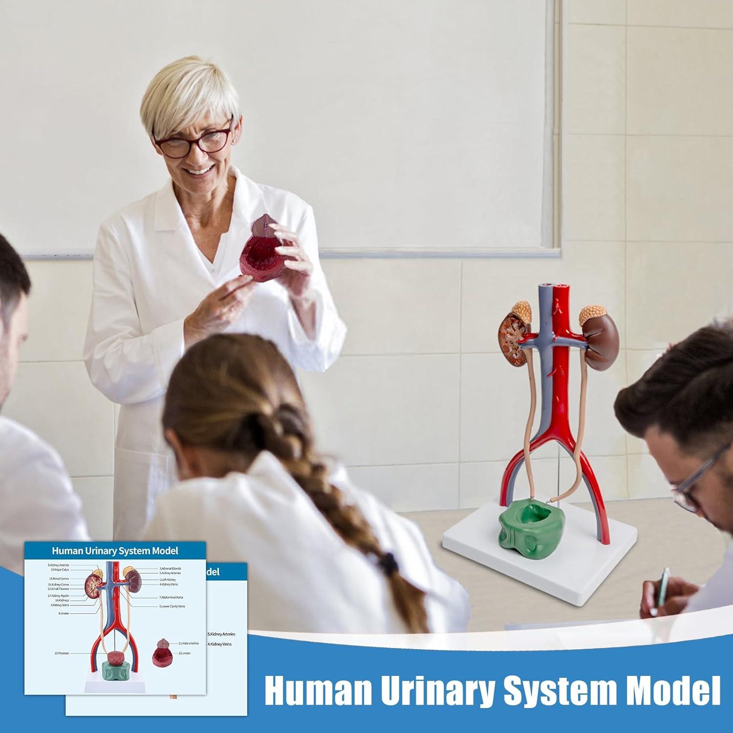 Life-Size Male Urinary System Anatomy Model - Detailed Bladder Kidneys ...