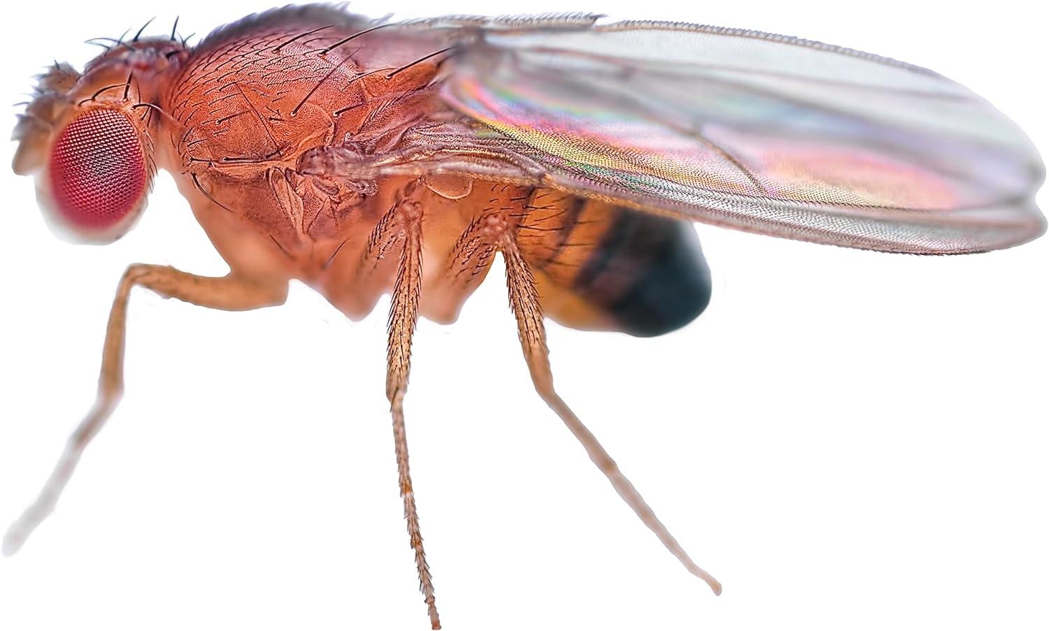 Livefoods4u Live Flightless Fruit Flies Live Food for Reptiles ...