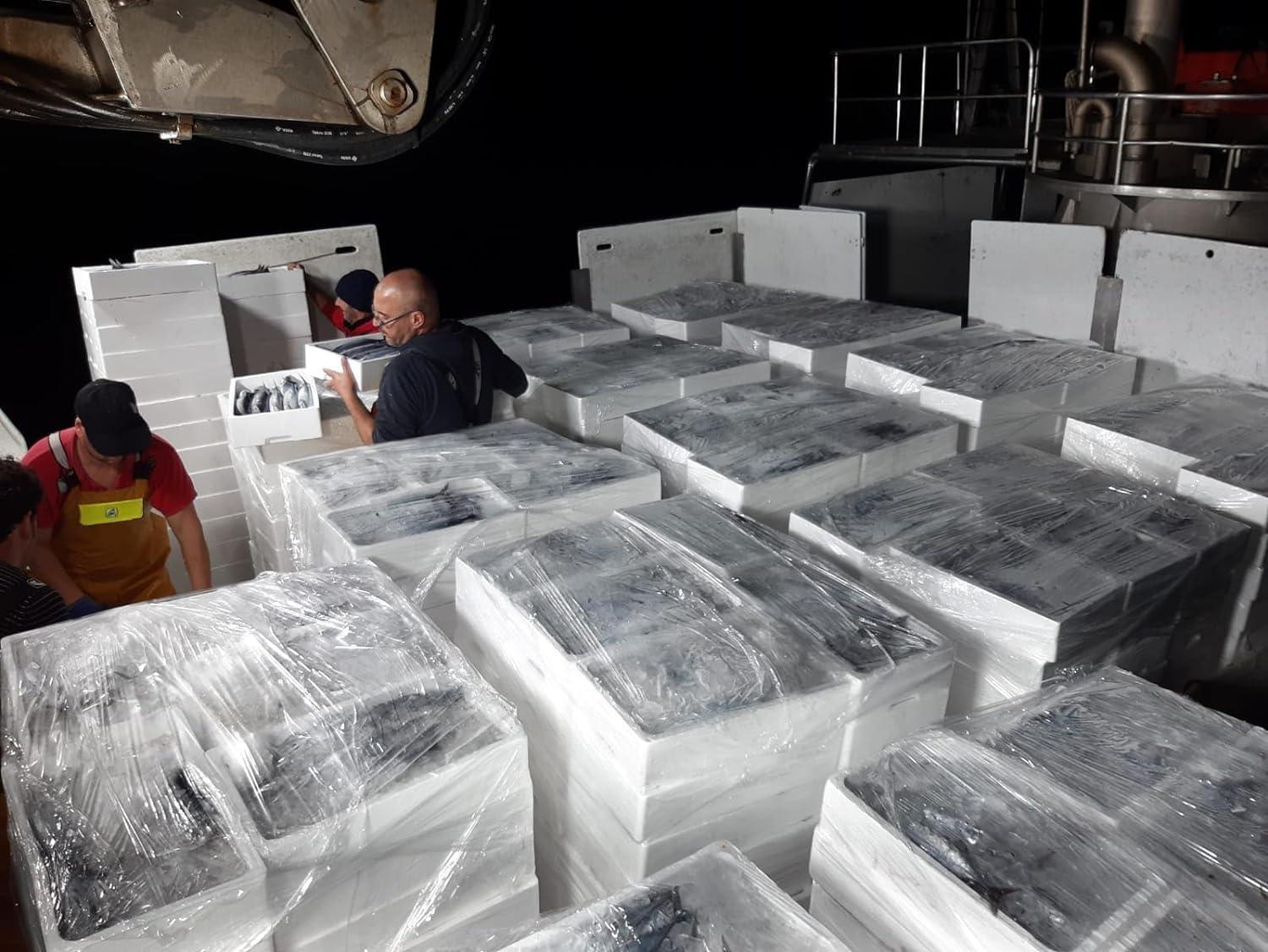 Los Picones Gourmet Anchovies Whole Snacks in Cantabrian Brine XL ...