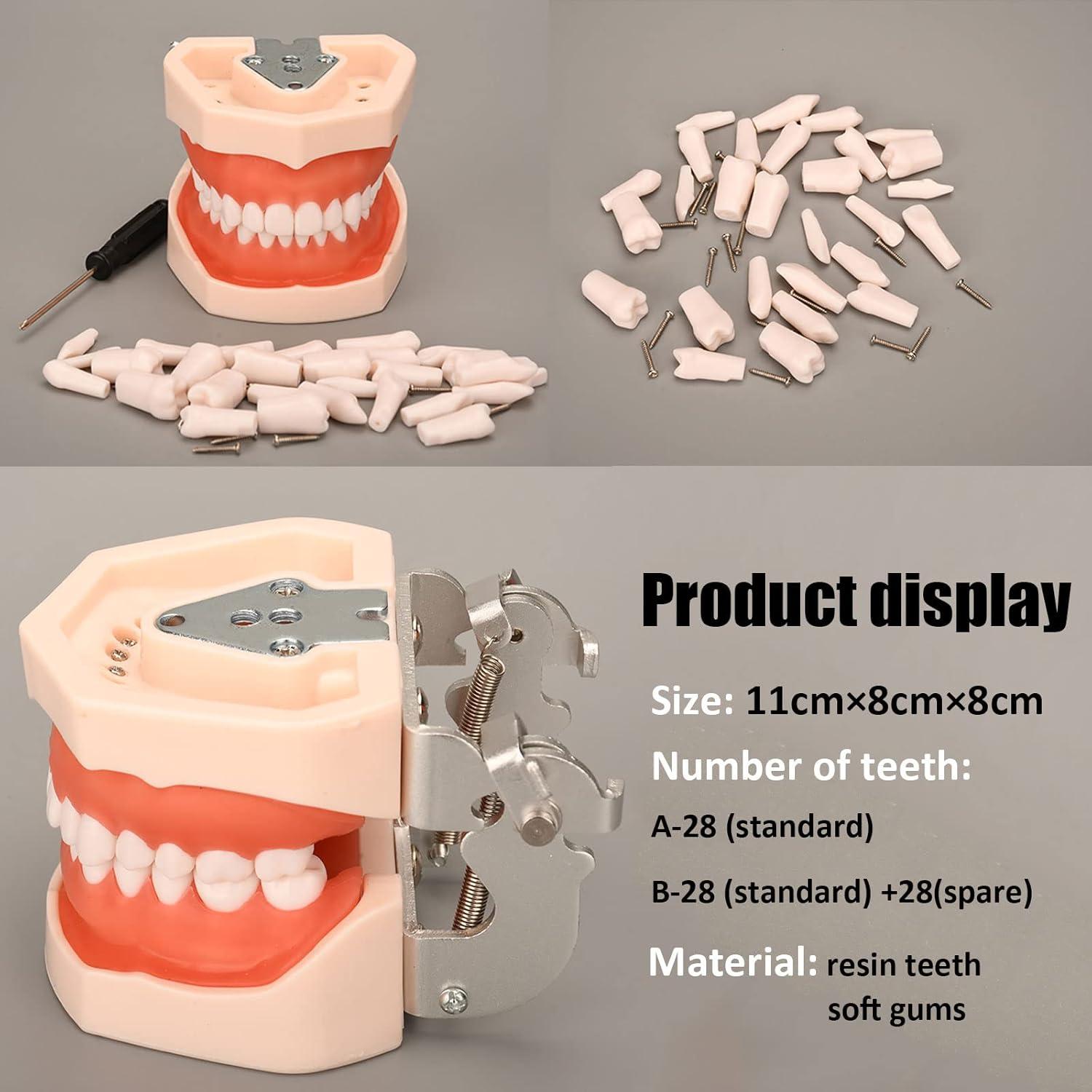 Dental Teeth Model B-28 with Soft Gums & Removable Teeth - Ideal ...