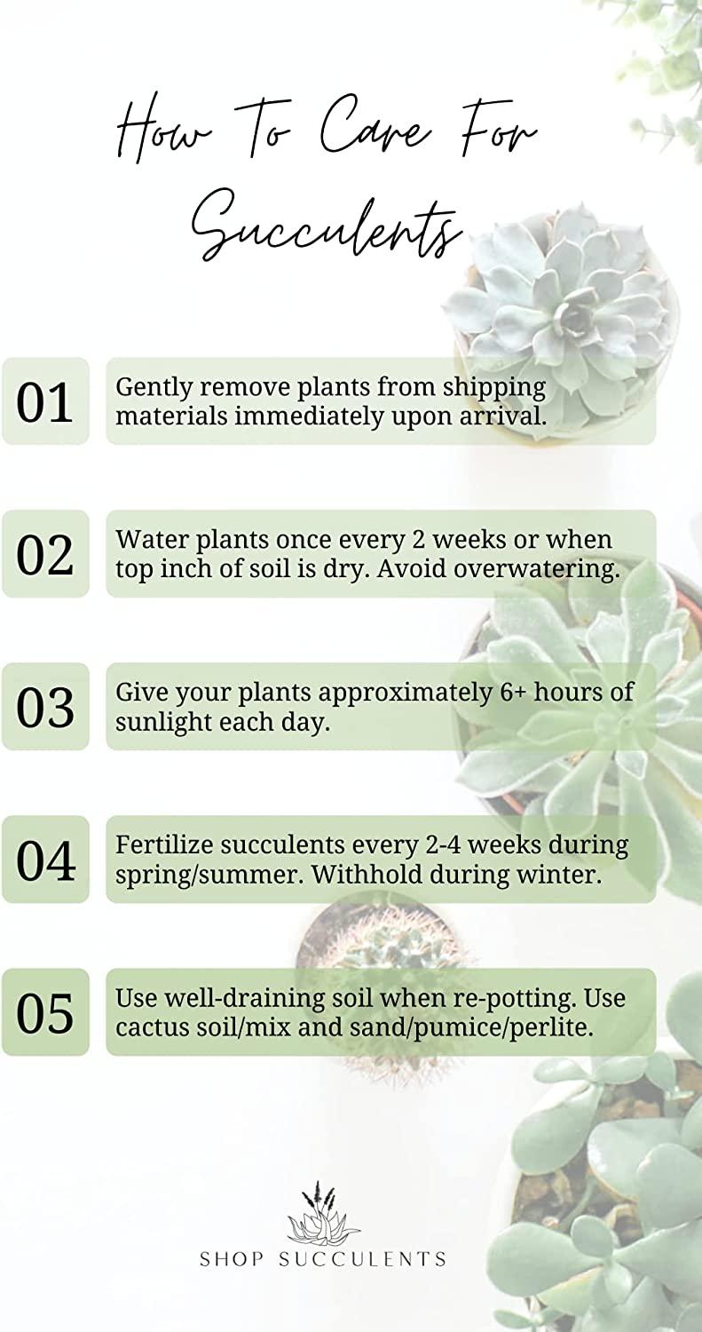 succulent instructions