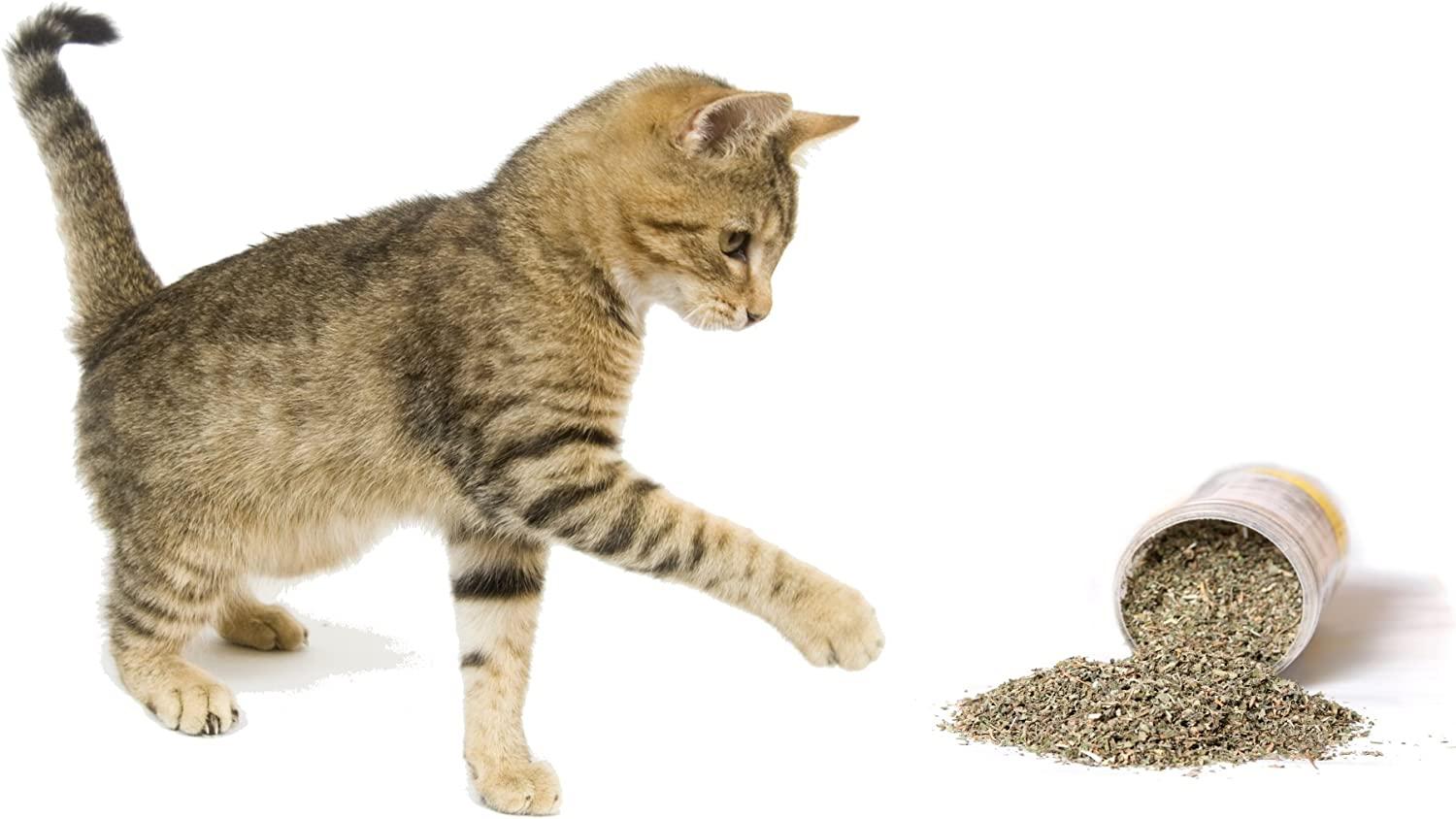 Cat Dope Catnip: Premium Blend for Cats - High Potency Infusion for ...