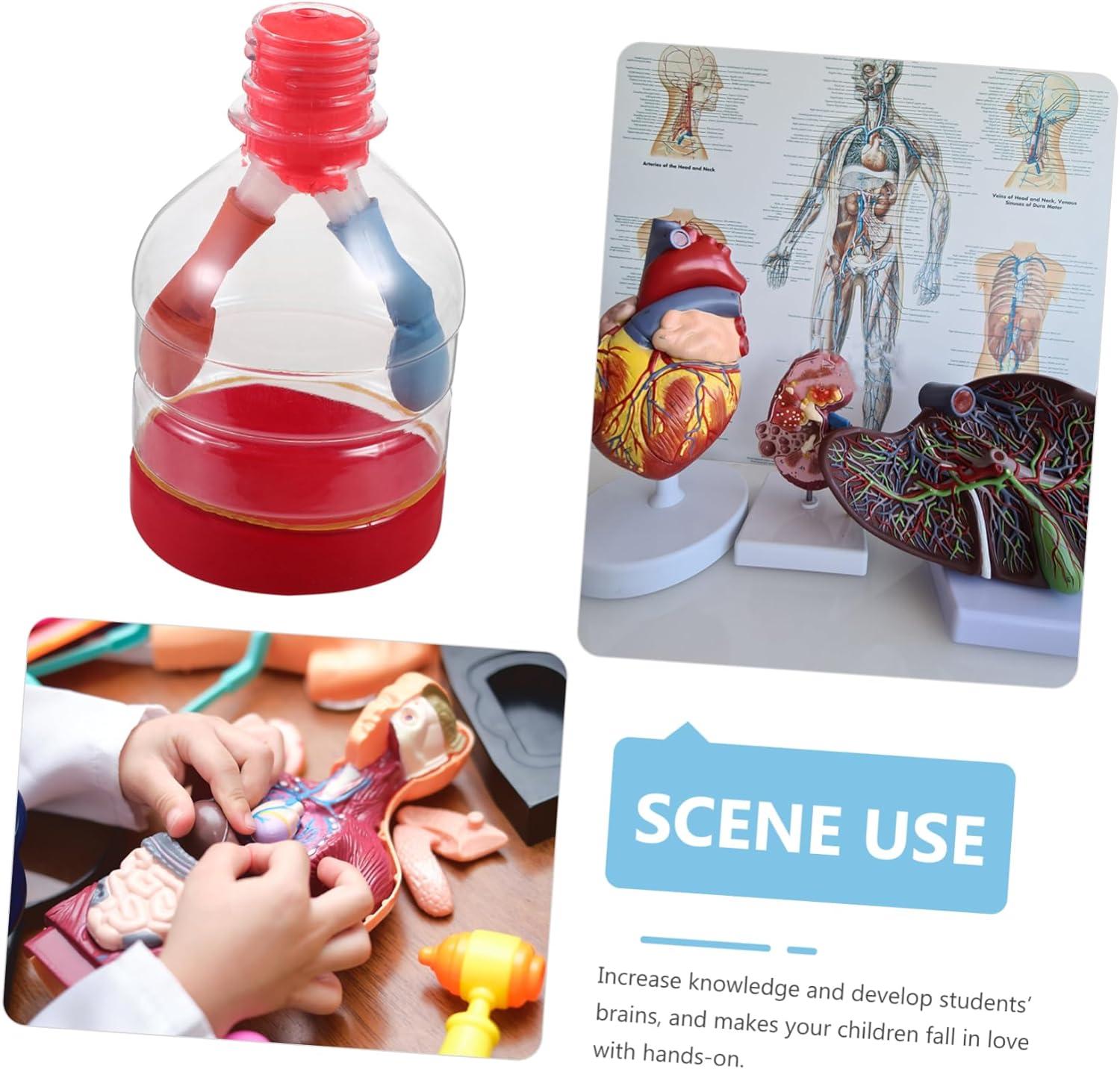 Lurrose Lung Demonstration Model Sports Toy Set - Educational Teaching ...