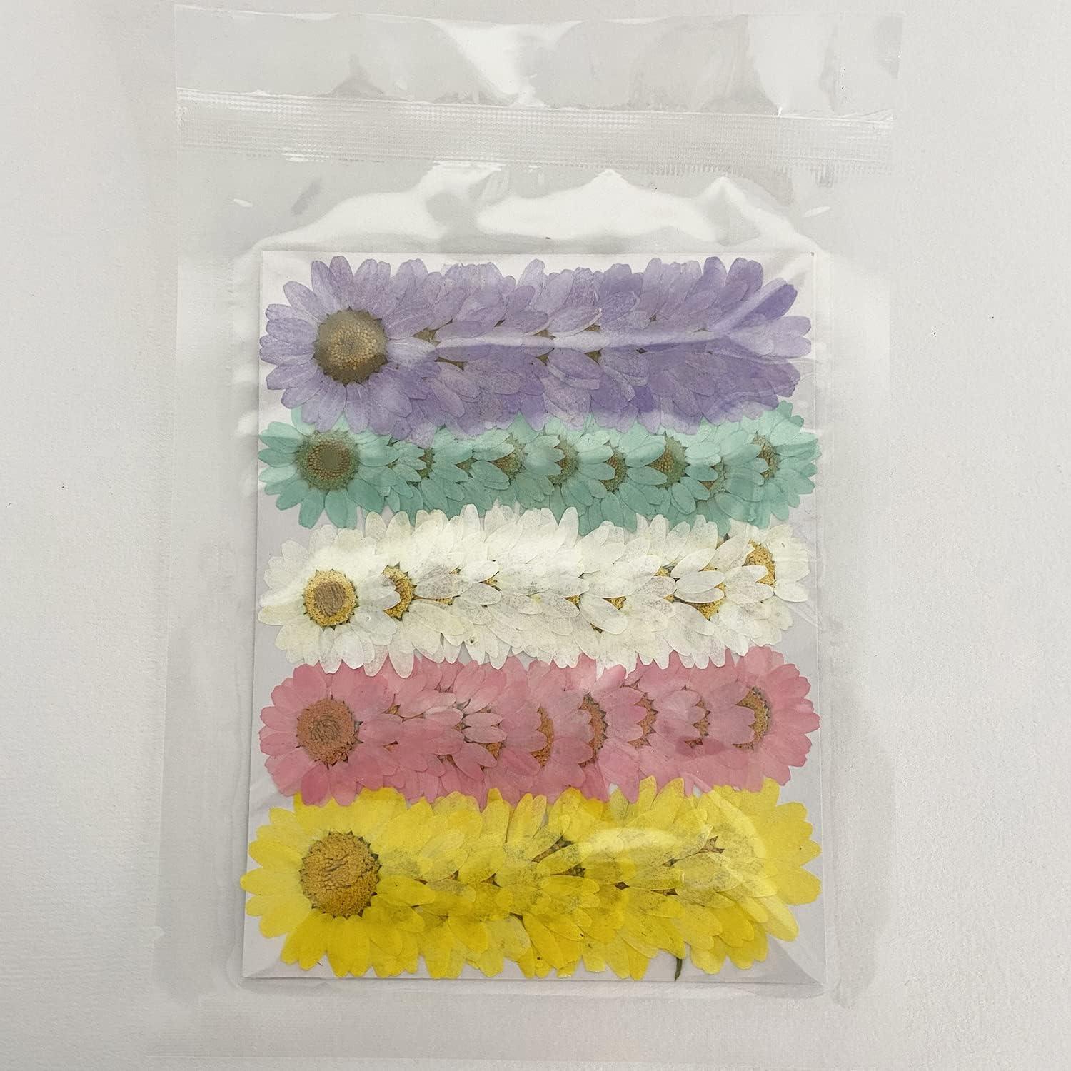 50pcs Natural Dried Daisy Flowers - Vacuum Packed for Decoration ...