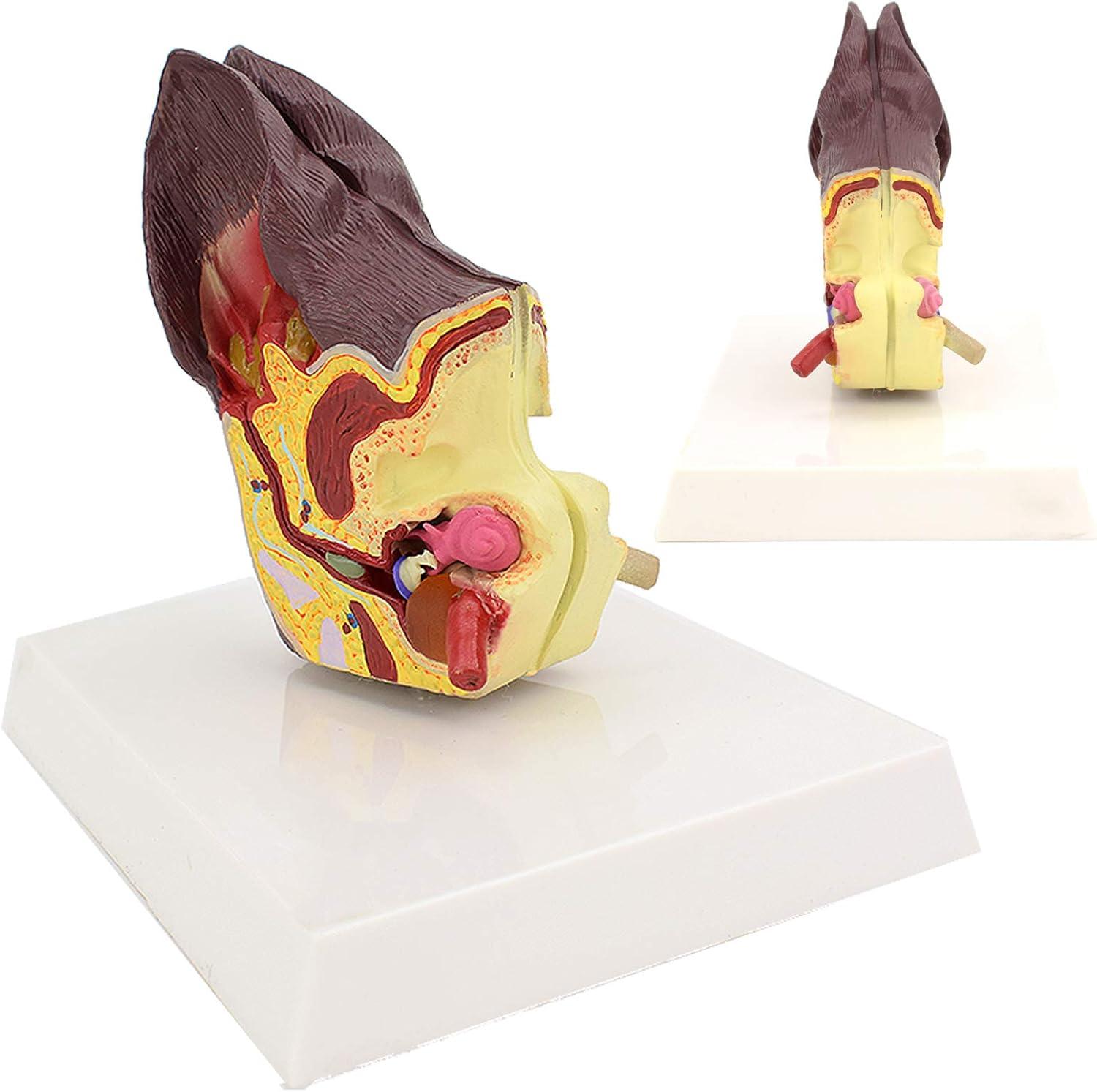 Dog Ear Dissection Anatomy Model Dog Ear Model Animal Organ Anatomy ...