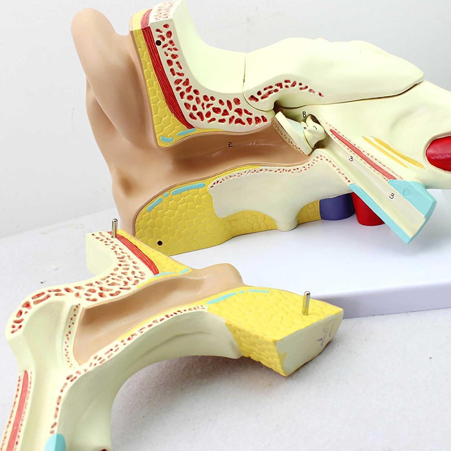 Medical Human Ear Model Outer and Middle Ear and Inner Ear ENT Ear ...