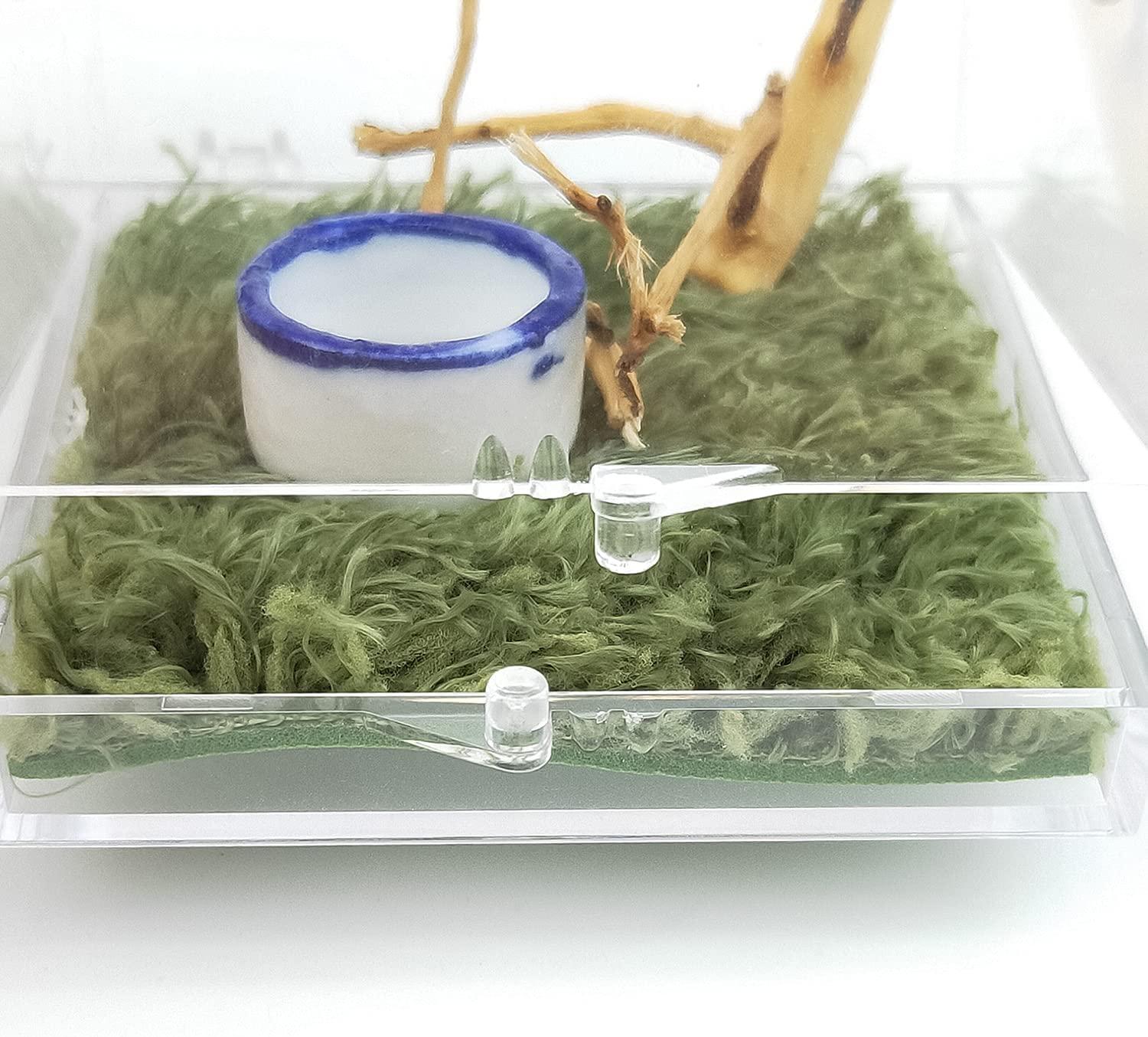 Acrylic Critter Keeper: Jumping Spider Enclosure & Snail Container ...