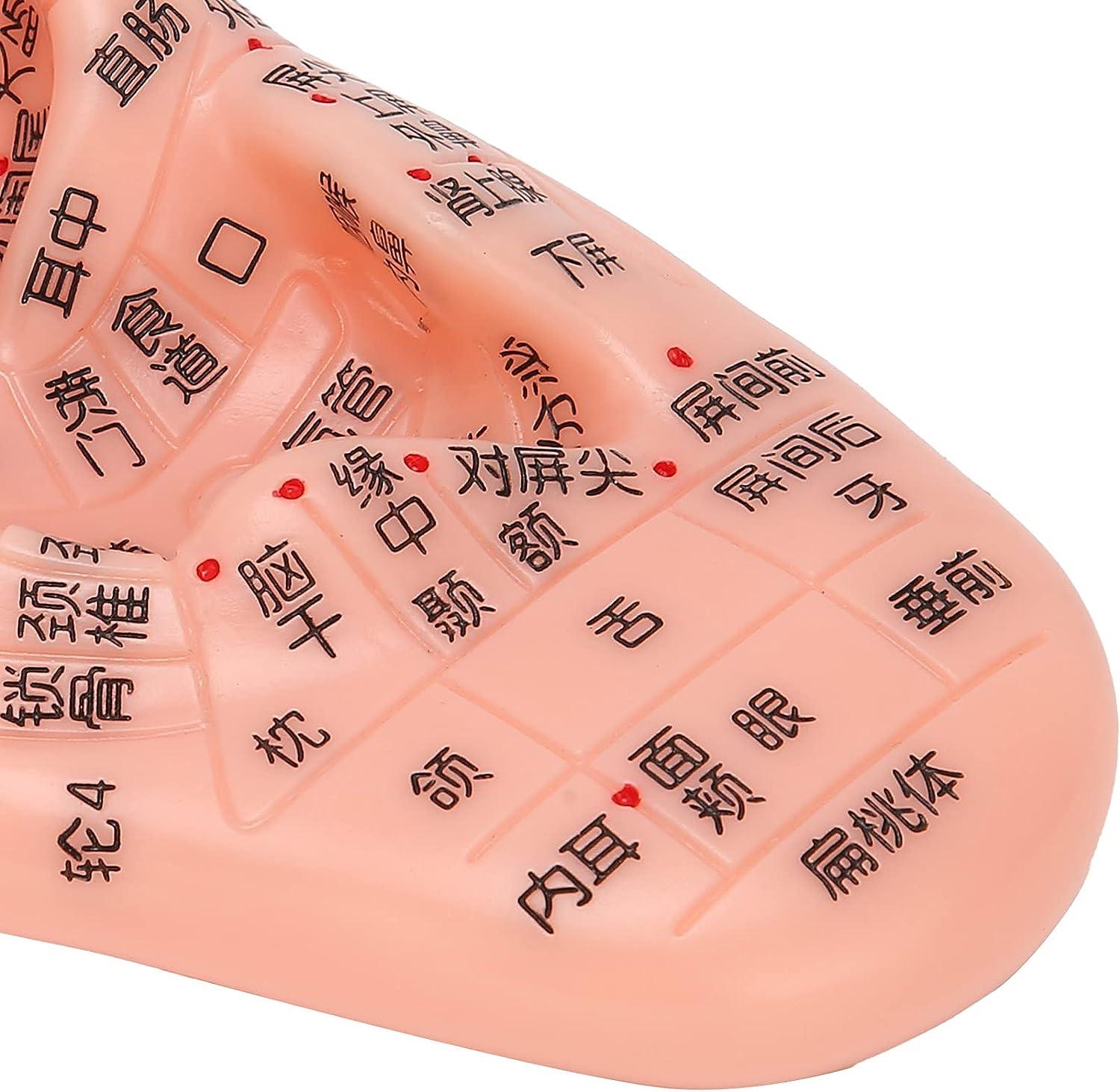 Ear Acupoint Model for Acupuncture Teaching and Learning