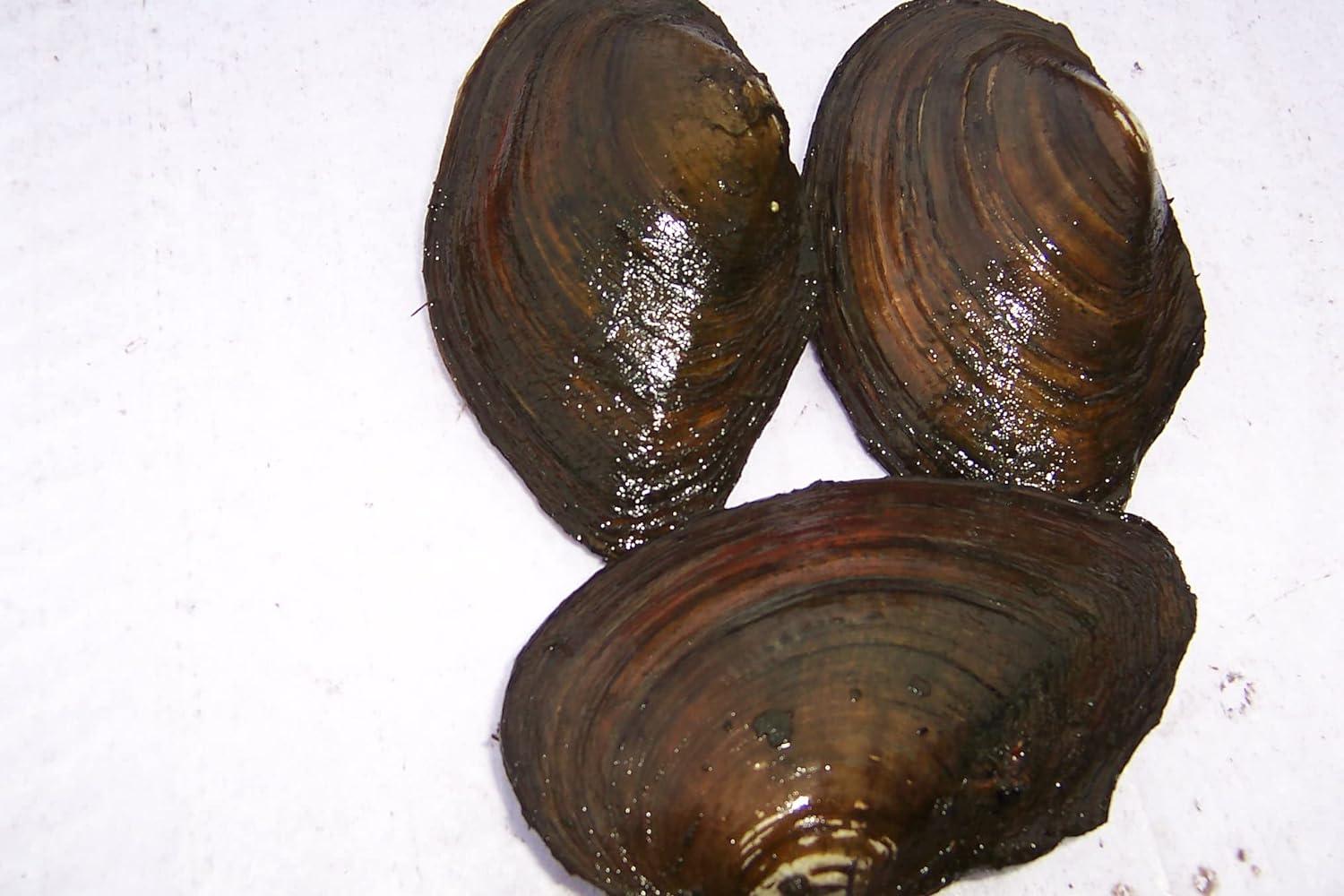 Biotope Stock: 5 Small Pond Mussels & 5 Marsh Snails - Natural Algae ...