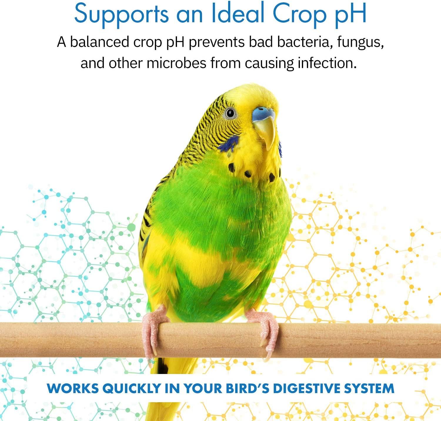 Avian Probiotics for Parrots | All-Natural Digestive System Support ...