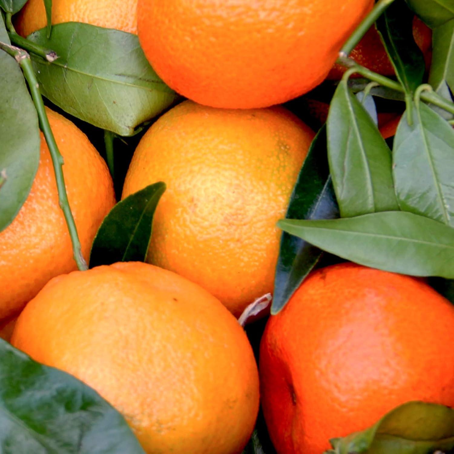 Light Orange Fitness Syrup by Frutta Max | Sugar-Free Stevia 60% Fruit ...