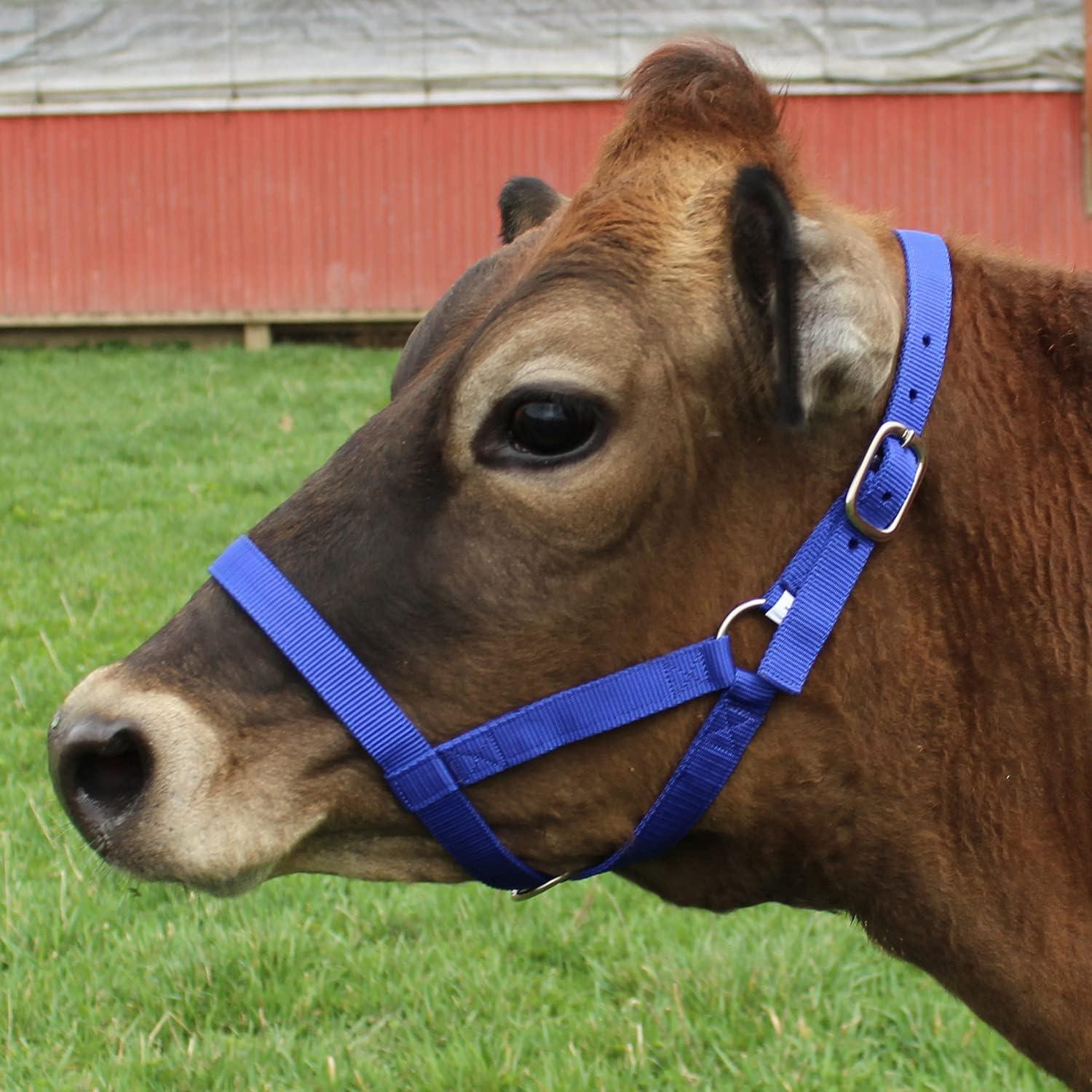 Derby Originals Adjustable Nylon Livestock Cattle Halter - Large (800 ...