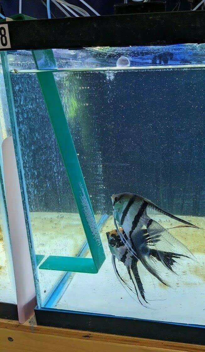 Green Acrylic Angelfish & Discus Breeding Slate - Amazon Sword Leaf ...