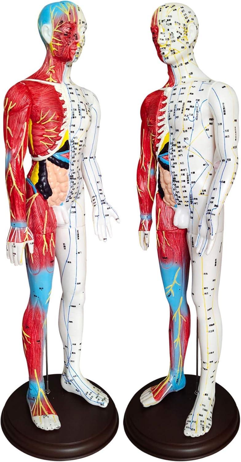 60cm Acupuncture Human Body Acupoint Model Semi-Muscle Acupuncture ...