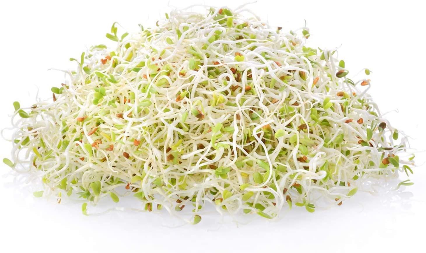 Organic Certified Alfalfa Sprout Seeds - 16 Oz - Perfect for Sprouting ...