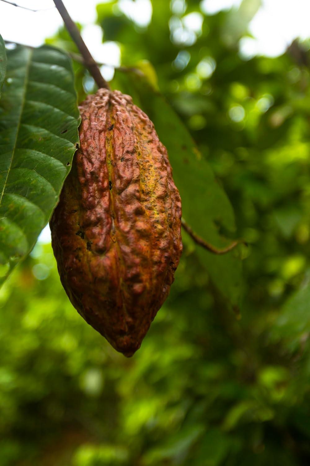 Peruvian Blend Ceremonial Cacao - 500g by The Jasper Cacao Project ...