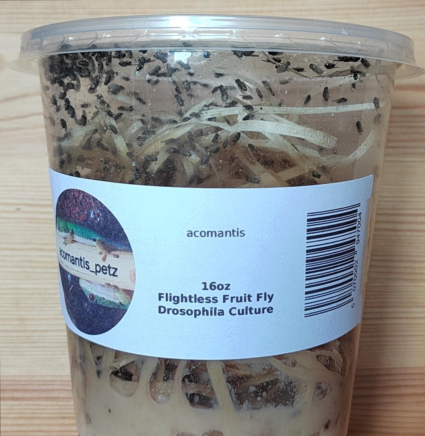 acomantis 16oz tub Flightless Fruit Flies (Drosophila Culture) Live ...