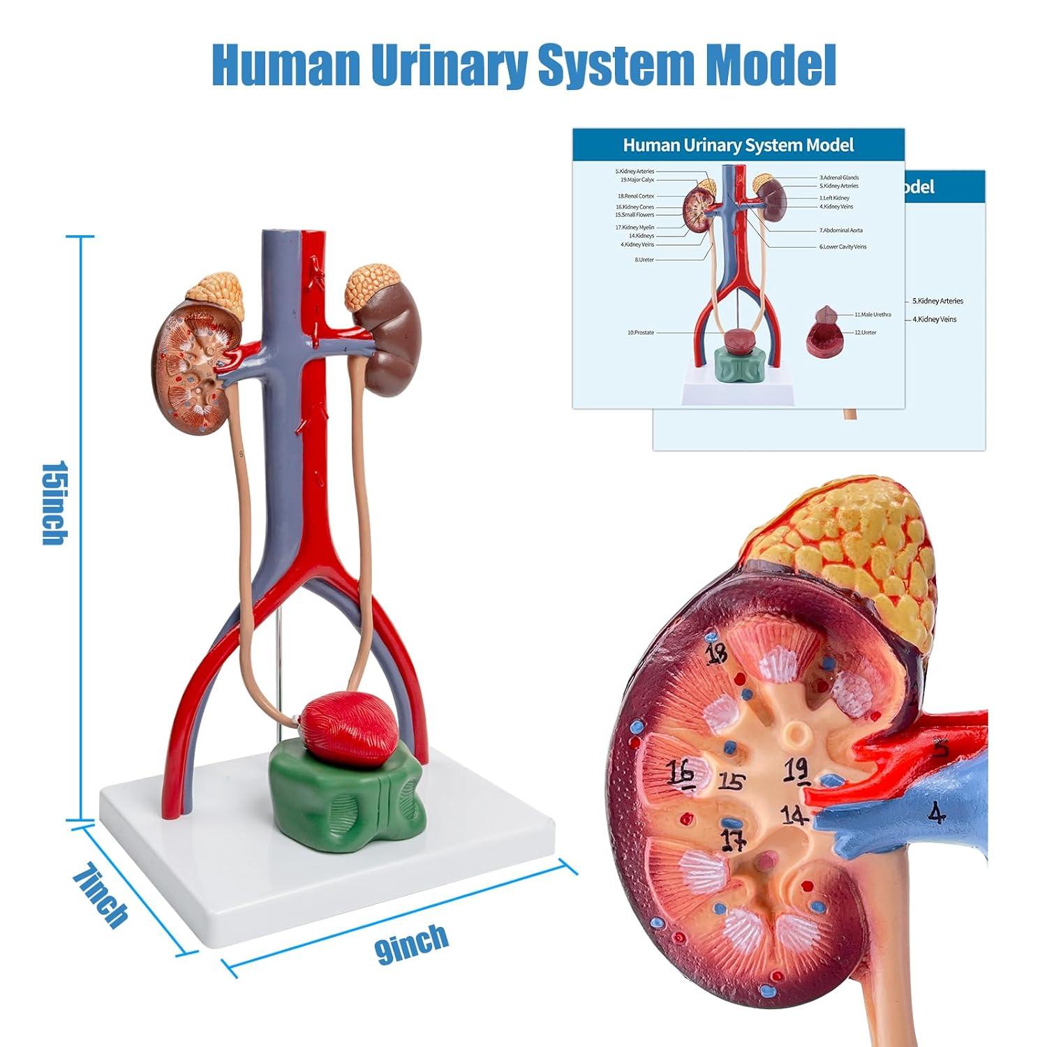 Life-Size Male Urinary System Anatomy Model - Detailed Bladder Kidneys ...