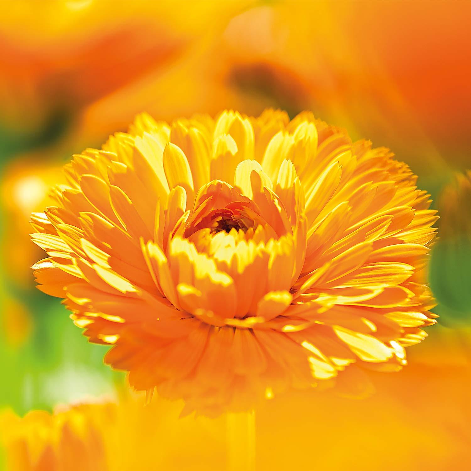 Weleda Baby Calendula Weather Protection Cream - 30ml