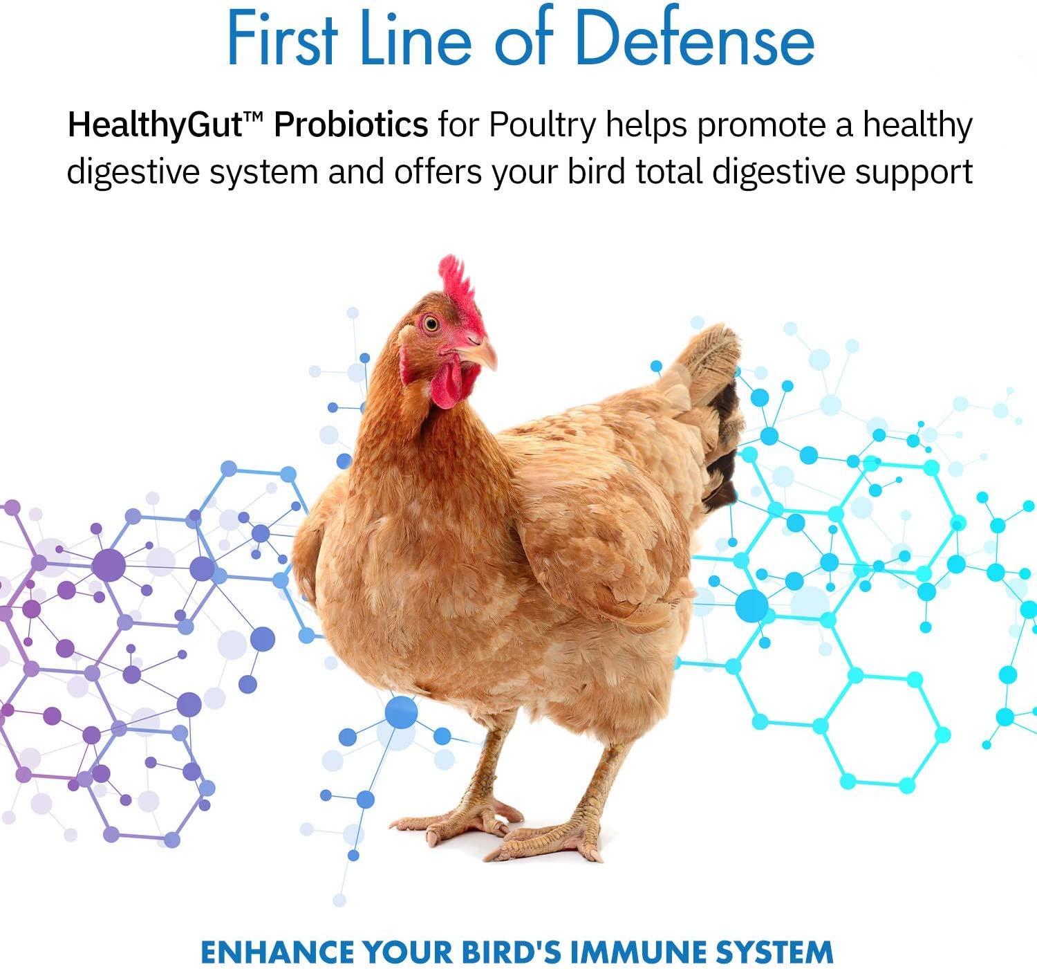Natural Probiotics for Chickens & Poultry | Digestive Health Supplement ...