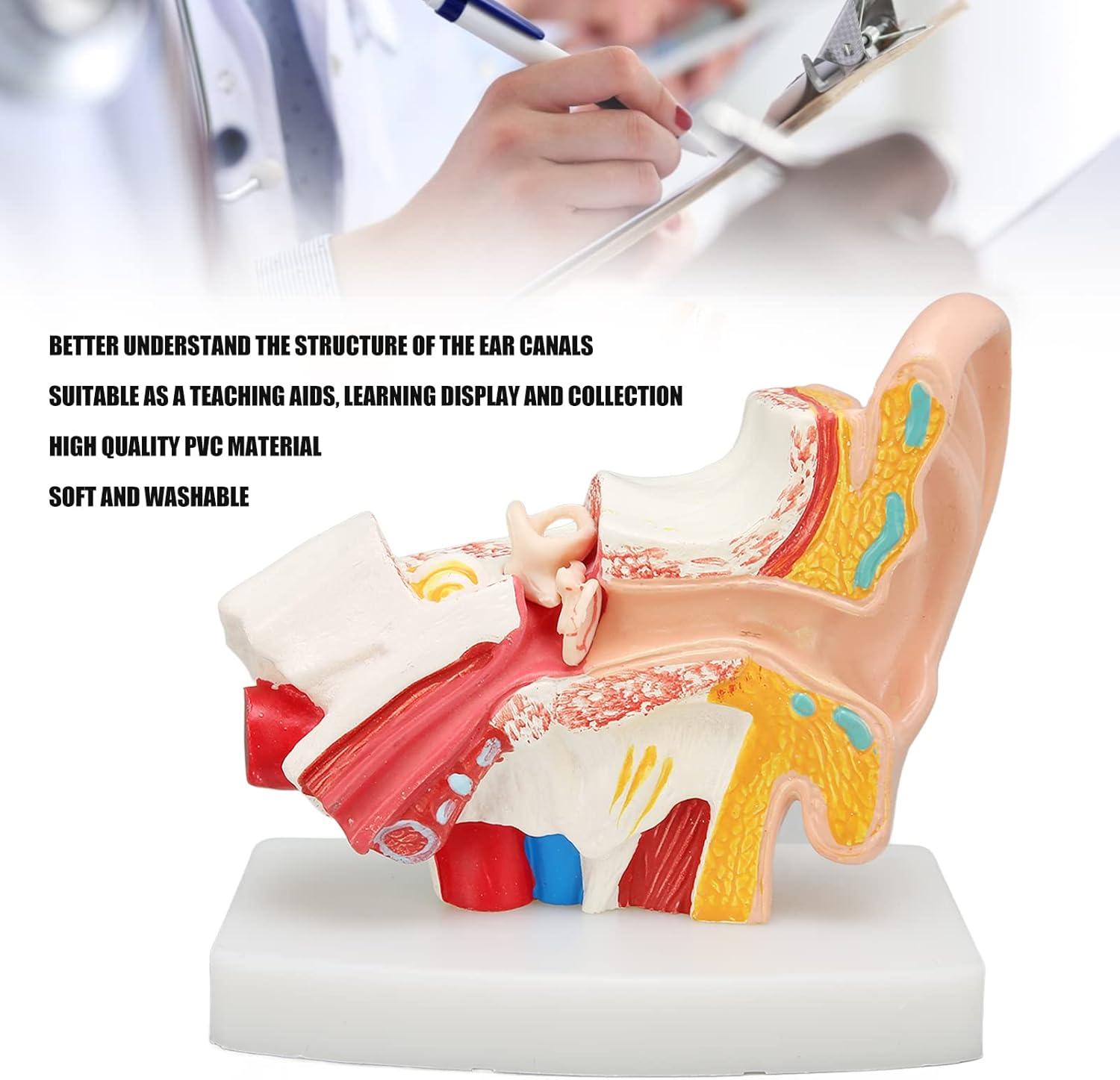 1.5x Enlarged Anatomically Accurate Human Ear Model - Perfect for ...