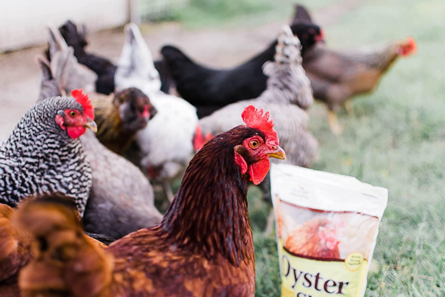 Buy Manna Pro Crushed Oyster Shell for Egg-Laying Chickens | 5 LB ...