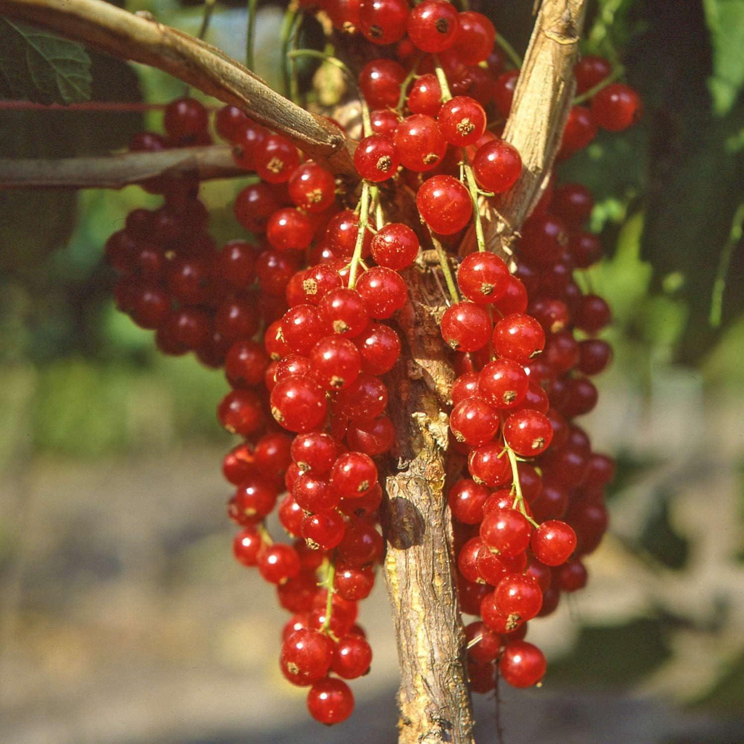 Buy Red Currant 'Rovada' Standard Tree in Container - International ...