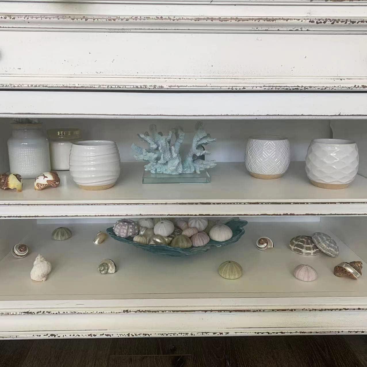 Worlds 3 PC Assorted Turbo Petholatus Carved Sea Shells Hermit Crab ...