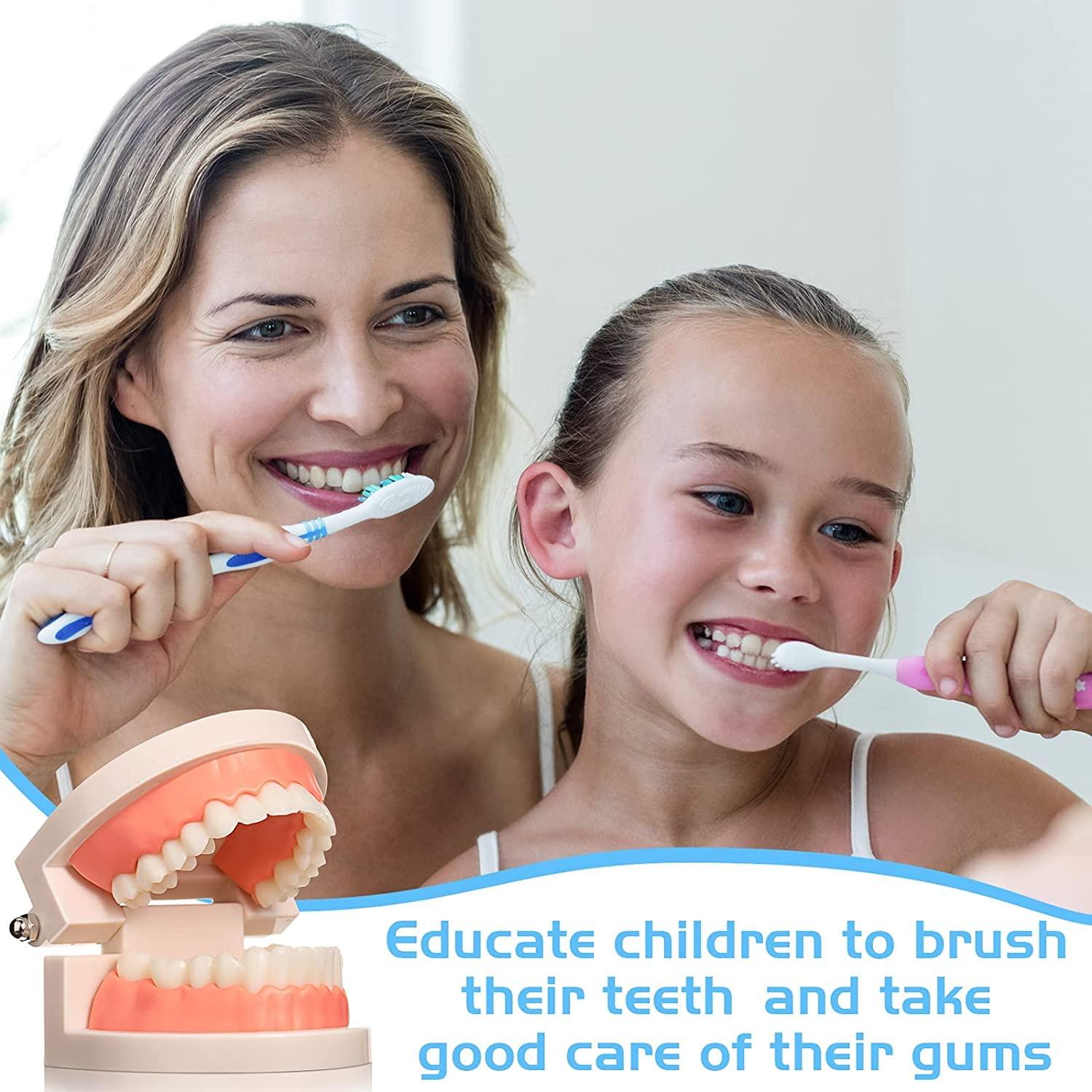 High-Quality Dental Model & Denture Demonstration Kit for Adults ...