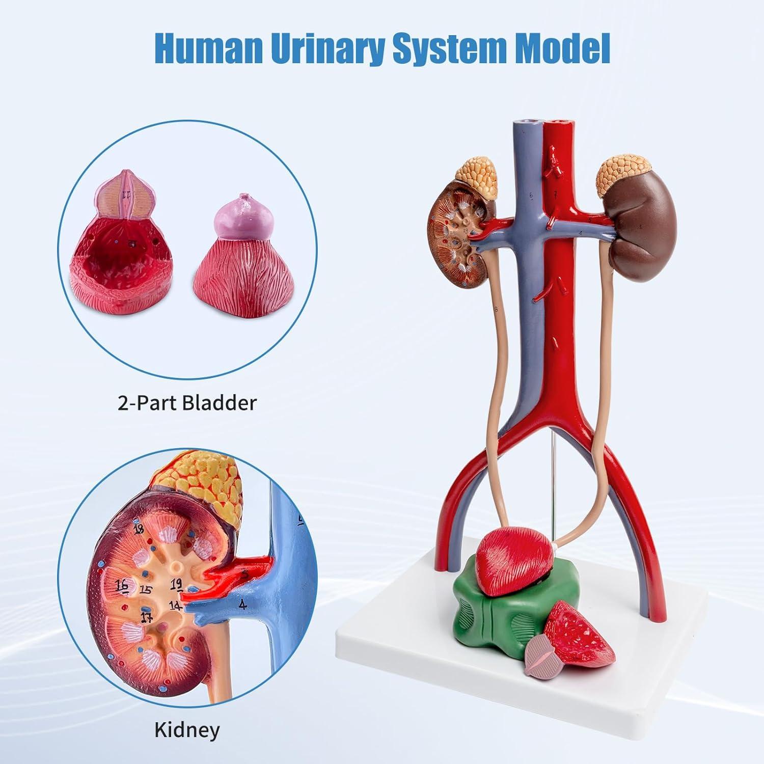 Life-Size Male Urinary System Anatomy Model - Detailed Bladder Kidneys ...