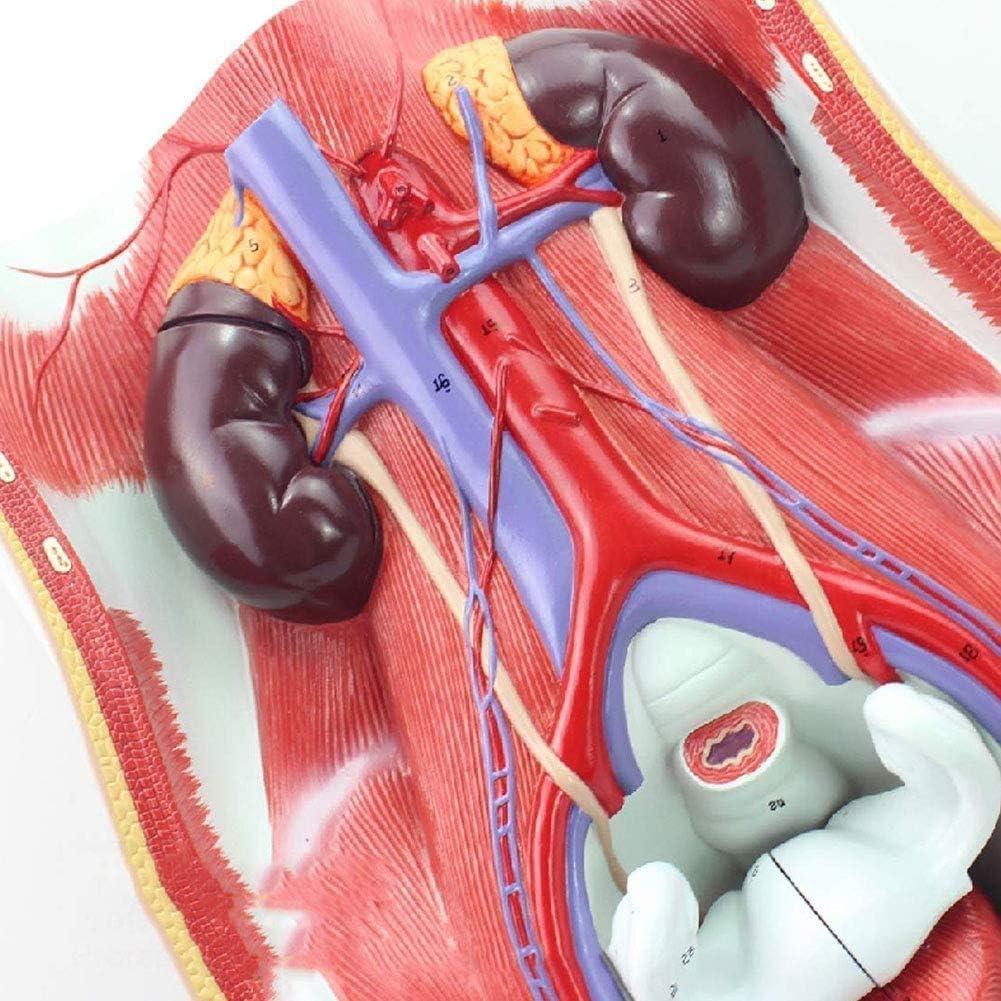 Human Male Female Urinary System Model Abdominal Cavity Human Bladder ...