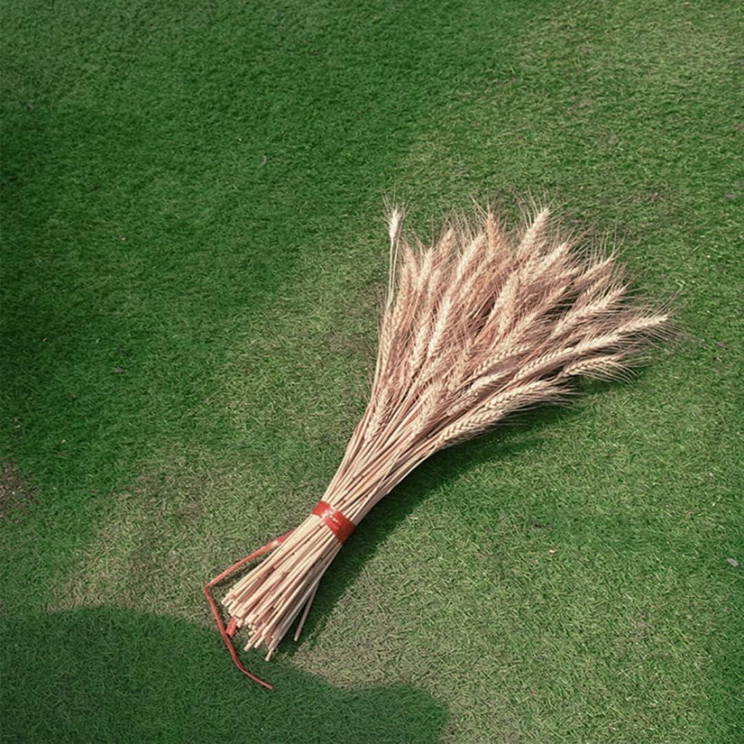 Dried Wheat Stems 100PCS Type 1 Dried Wheat Stalks Dried Wheat Sheaves ...