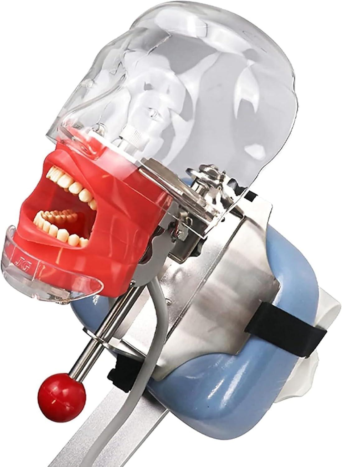 Buy Stainless Steel Dental Model & Harz Dental Phantom Head Simulator ...