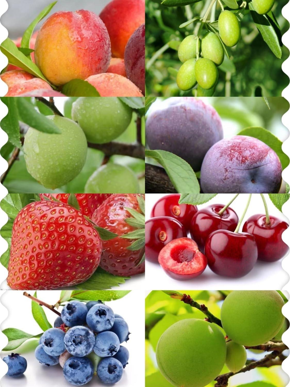 Sour and Sweet Plum Snacks Canned Preserved Plum Snacks Fruit Snacks ...