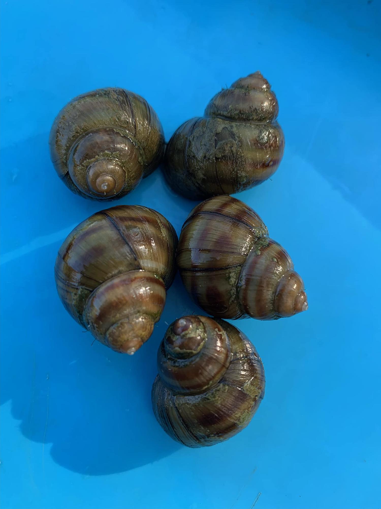 Buy Marsh Snails for a Clean Garden Pond - Eco-Friendly Nature Solution ...