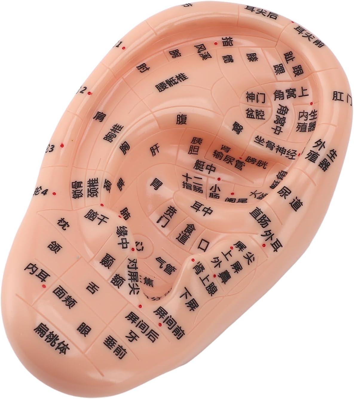Buy 17cm Ear Acupuncture Point Model - Large Reflexology Learning ...