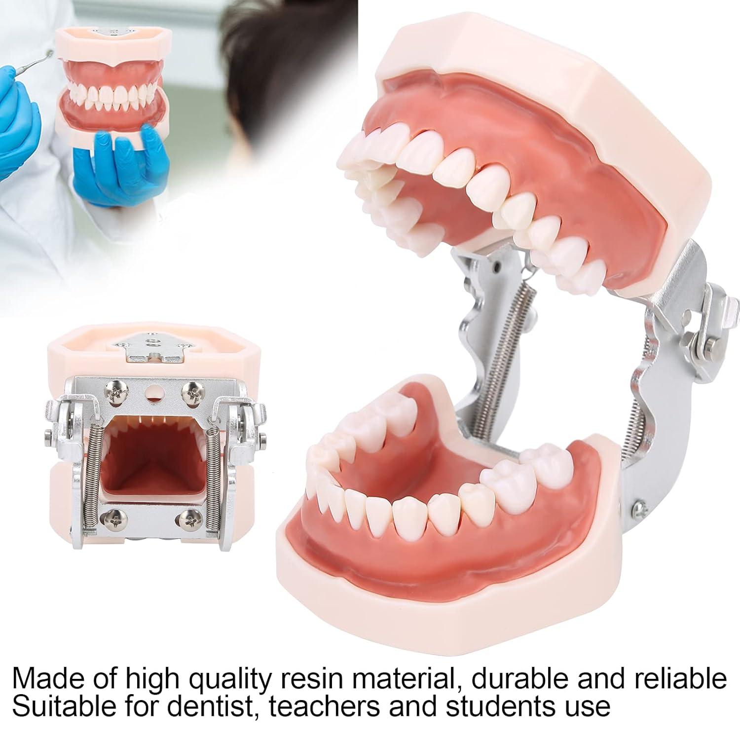 Removable Tooth Model for Dental Education | Simulation Teeth ...