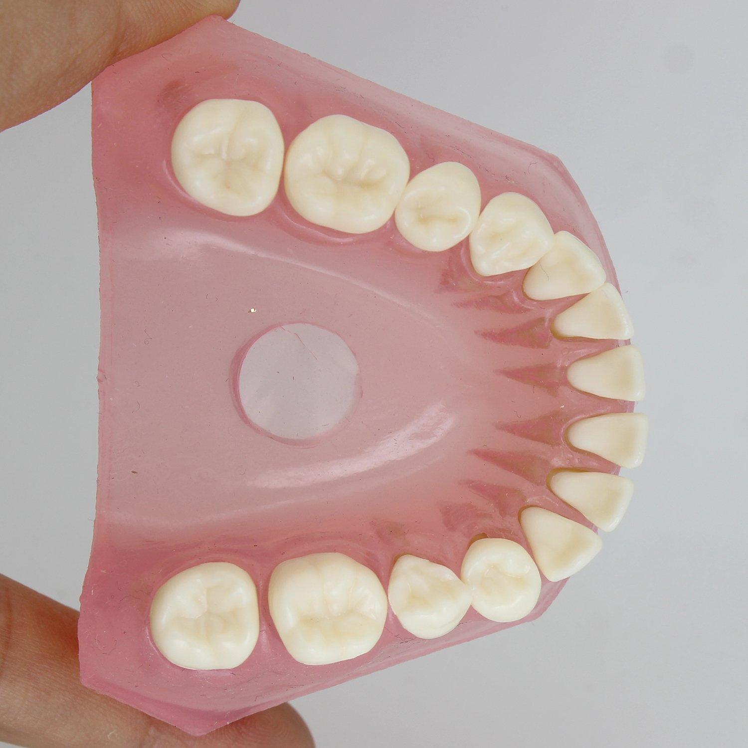 Dental Implant Teeth Model - Standard Study and Teaching Tool with ...
