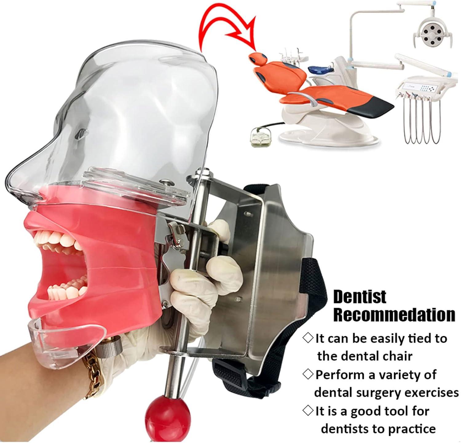 Buy Dental Phantom Head Model | Professional Dental Simulator & Tooth ...