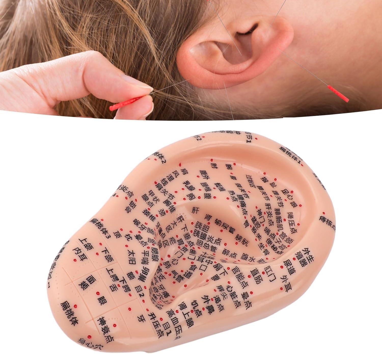 17 cm Ear Acupuncture Model - Clear Ear Reflex Point & Massage Display ...