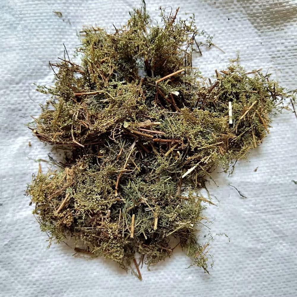 Natural Artemisia Annua Artemisia Odora Artemisia Annuae Qinghao ...