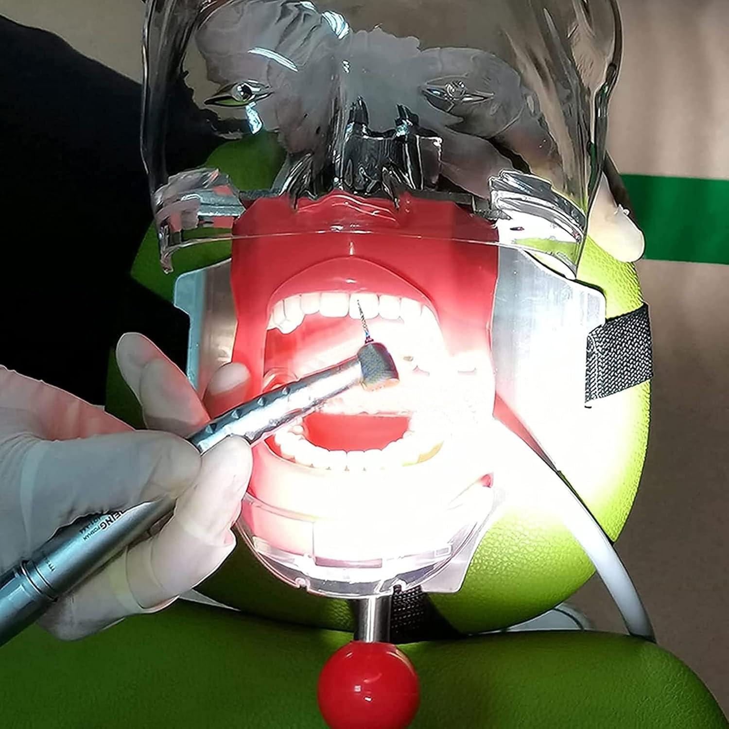 DBMGB Dental Simulator Phantom Head - Life-Size Training Model for ...