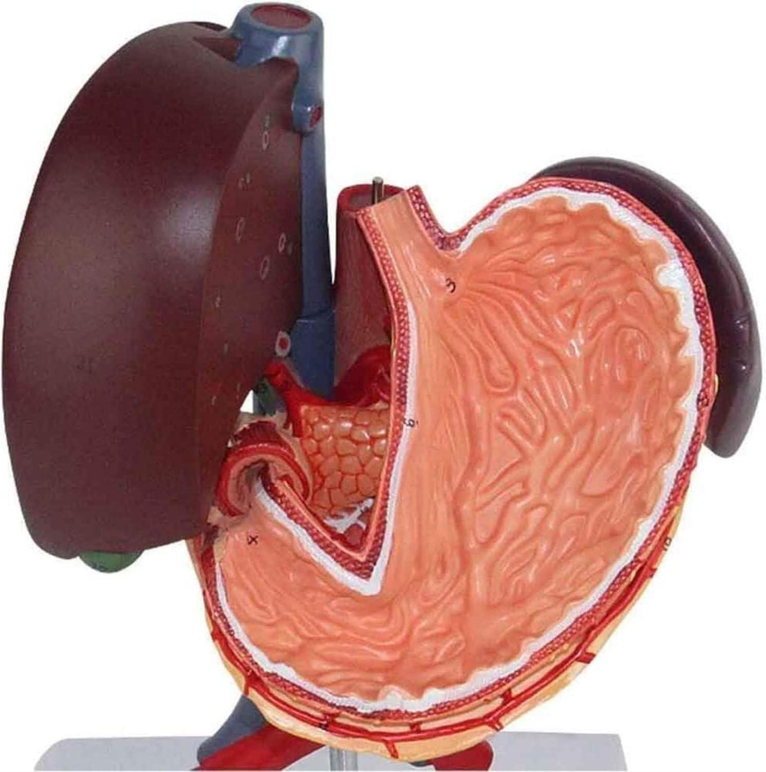 Duodenal Organ Model Liver Model Human Stomach Liver/Spleen/Bile ...