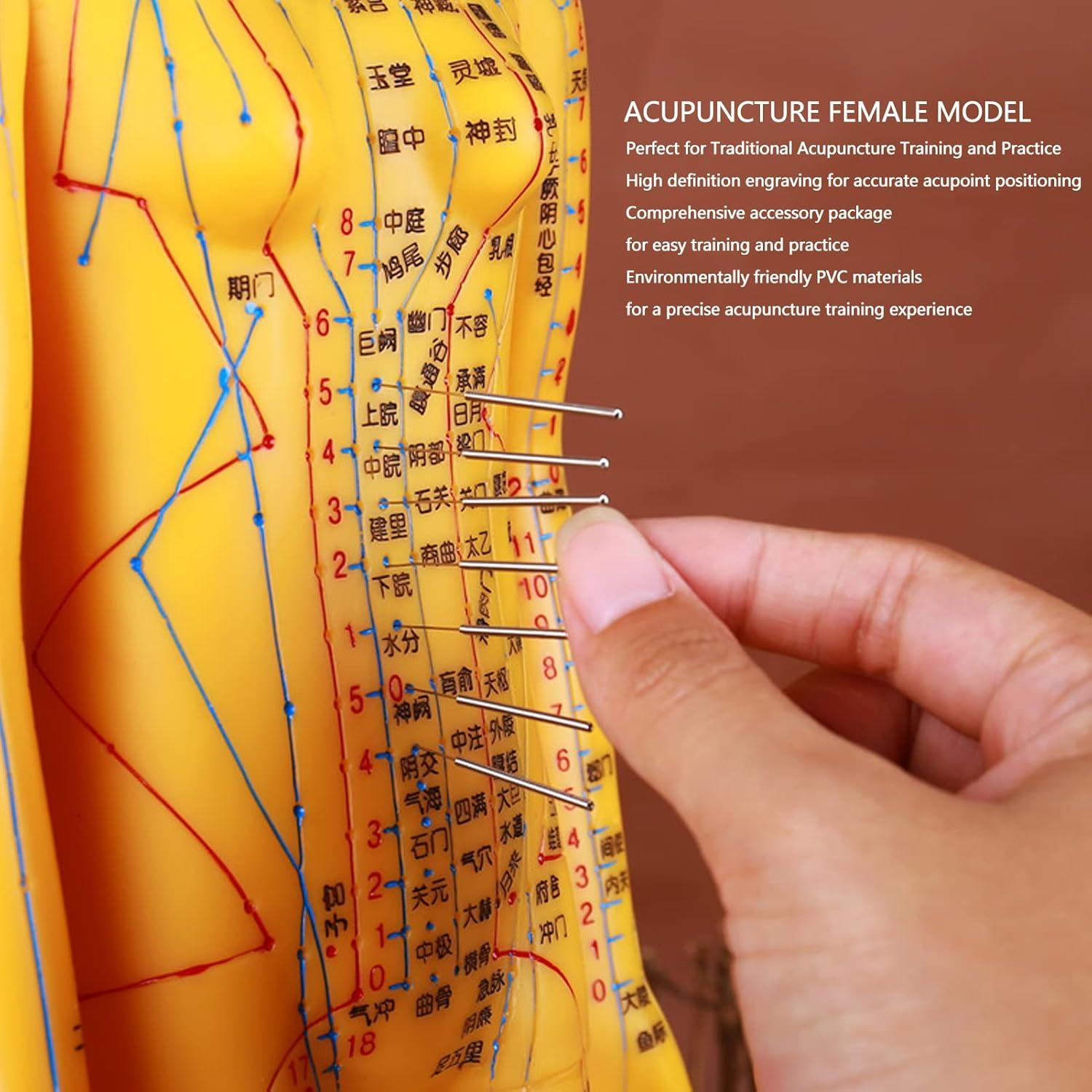 20.9-Inch Female Acupuncture Training Puppet Model - Clear Anatomical ...