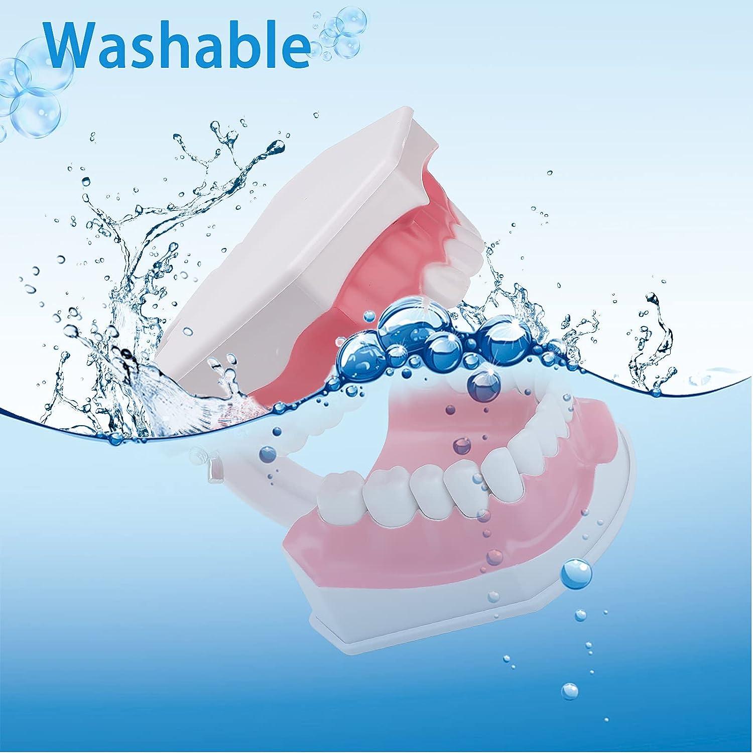 LVCHEN 2 Times Teeth Model with Toothbrush - Dental Large Teeth Model ...